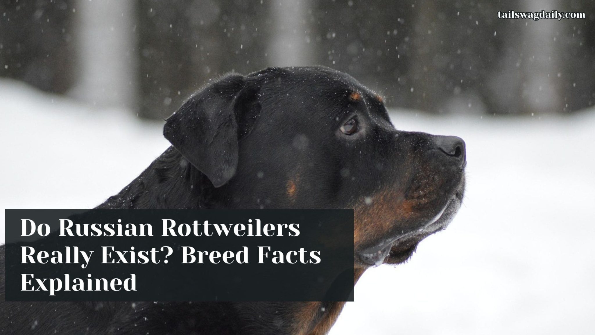 Rottweiler Aggression: Myths, Facts, and What Owners Should Know