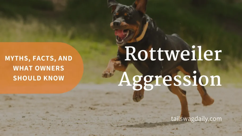 Rottweiler Aggression: Myths, Facts, and What Owners Should Know